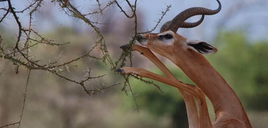 The Long Necked Gerenuk | Critter Science