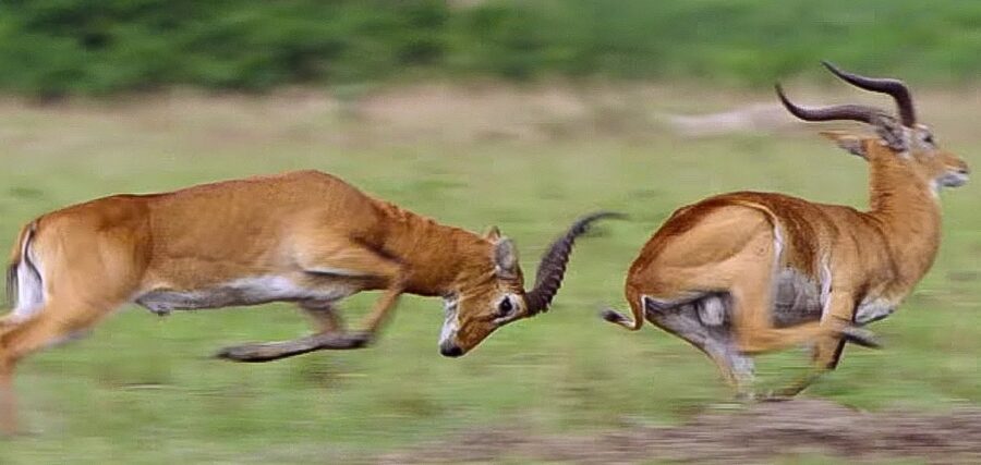The Kob... the Antelope, not Corn | Critter Science