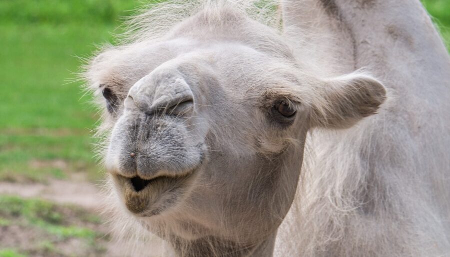 The Problematic Feral Camel of Australia | Critter Science