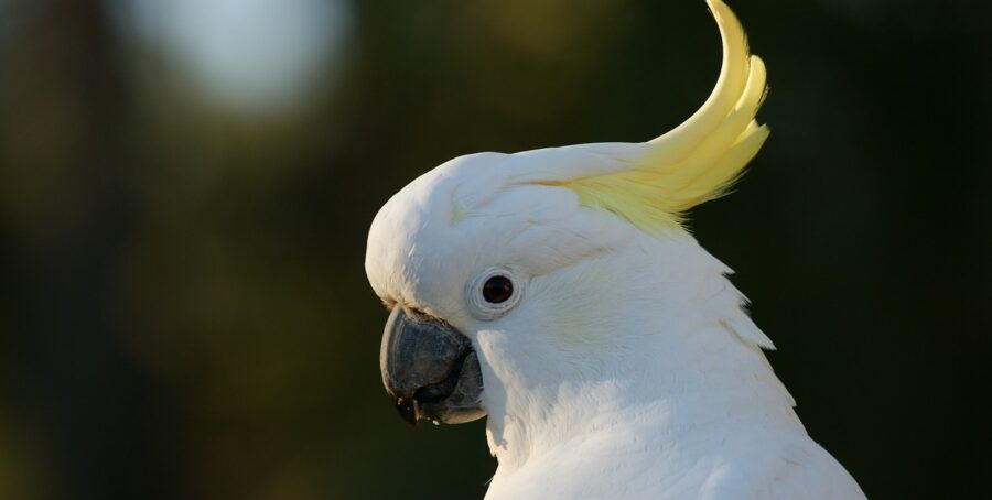 The Beautiful and Intelligent Cockatoo | Critter Science
