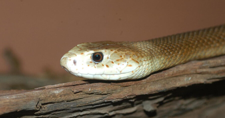 Beware the Deadly Coastal Taipan! | Critter Science
