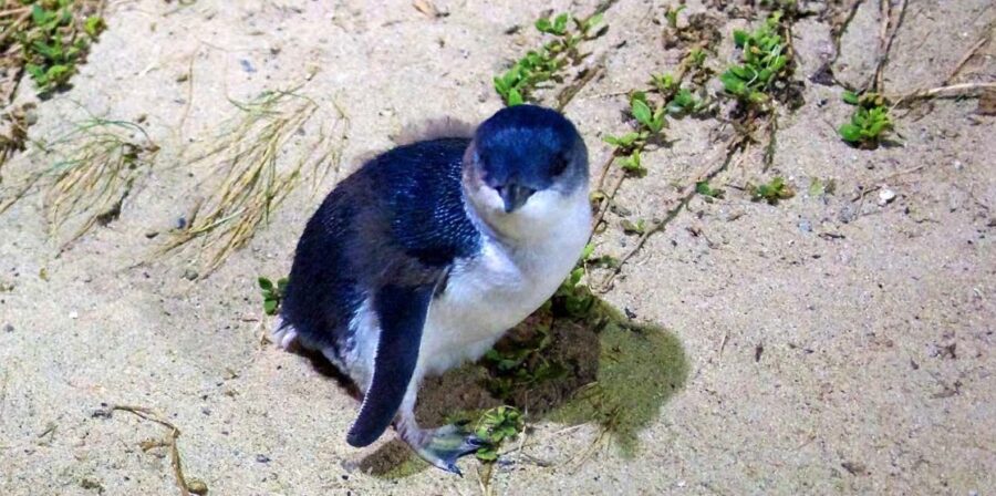 It's the Fairy Penguin | Critter Science
