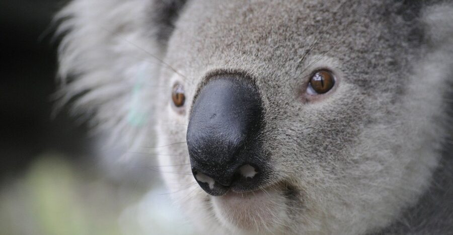 Say Hi to the Cuddly Koala | Critter Science