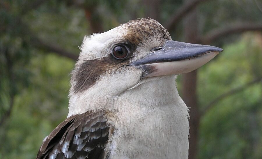 The Laughing Kookaburra | Critter Science