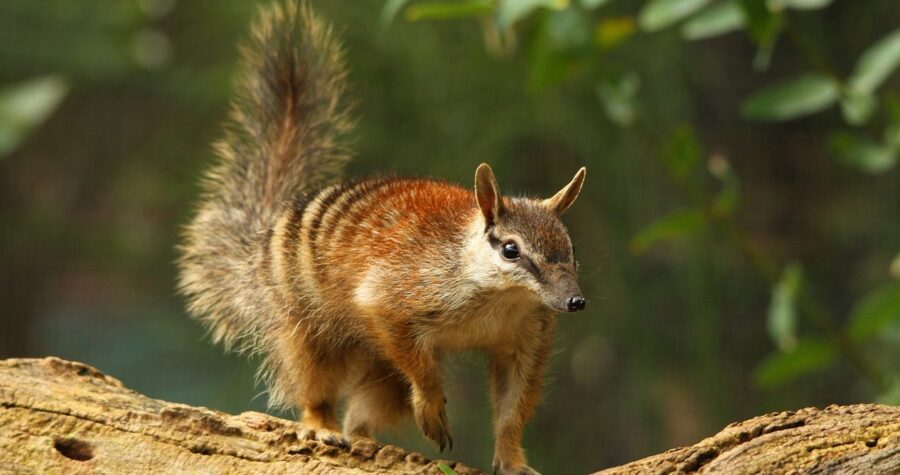 It's Not the Wombat, It's the Numbat | Critter Science