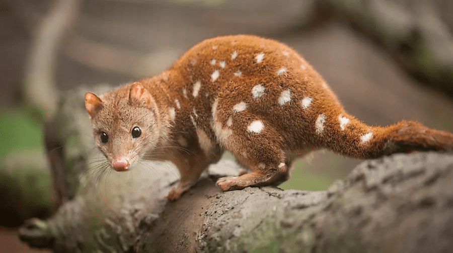 The Cute and Omnivorous Quolls | Critter Science