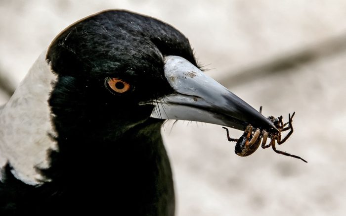 The Clever Australian Magpie | Critter Science