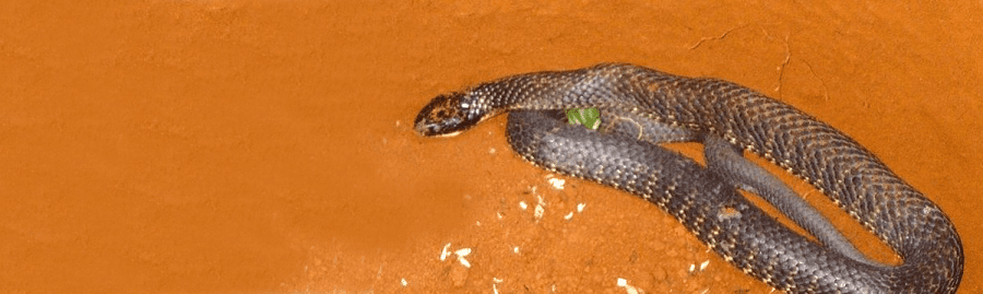 Meet the Lethal Tiger Snake | Critter Science