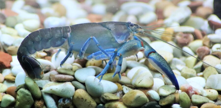 Animals, Insects, etc in alphabetical order (with an image if you wish ...