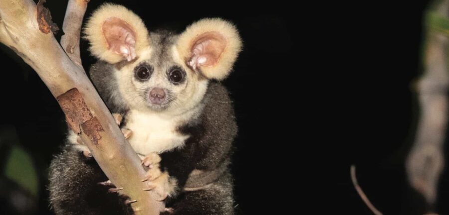 Australia's Greater Glider | Critter Science