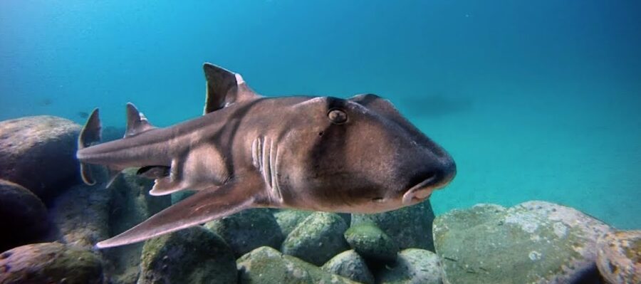 Chilling with the Port Jackson Shark | Critter Science