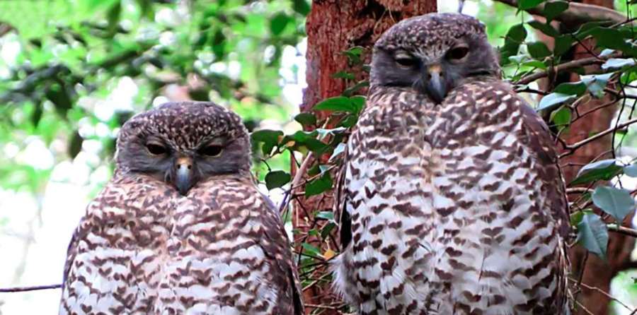 The Powerful Owl | Critter Science
