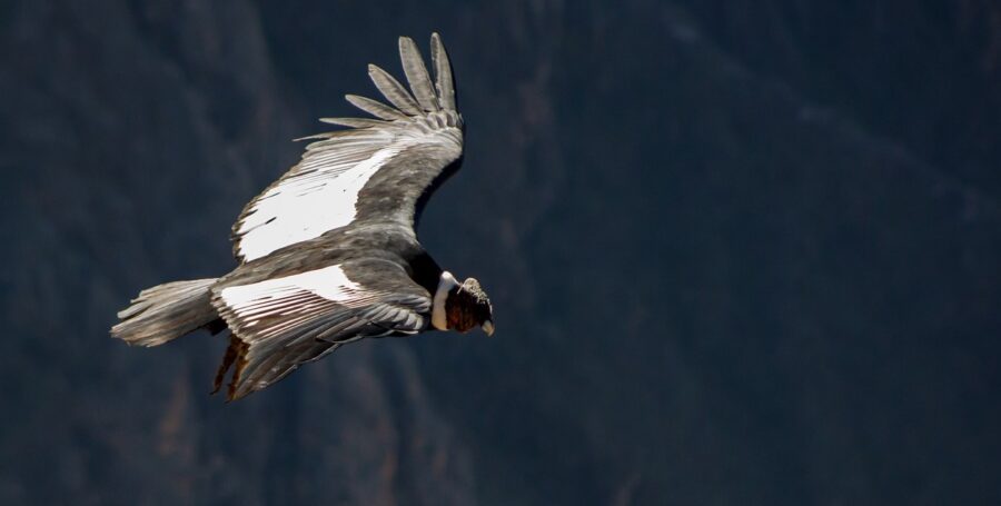 The Andean Condor | Critter Science