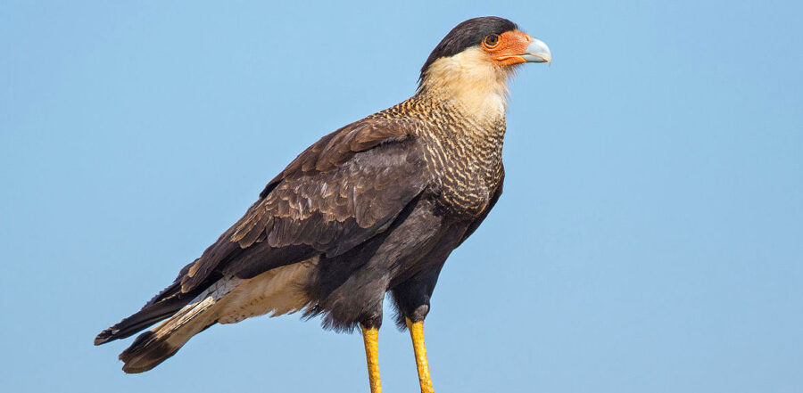 The Crested Caracara | Critter Science