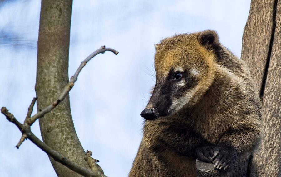 The Tree Loving Coatis | Critter Science