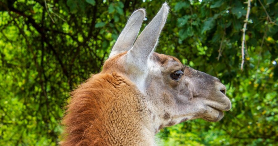 Guanaco. The Llama's Spittin' Image | Critter Science