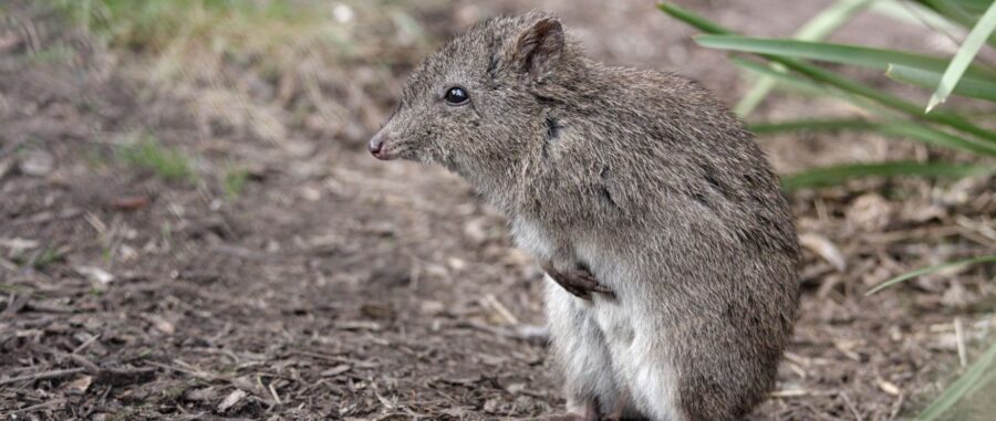 What the Heck is a Potoroo? | Critter Science