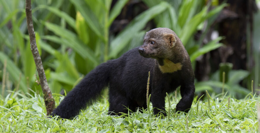 The Curious Tayra | Critter Science