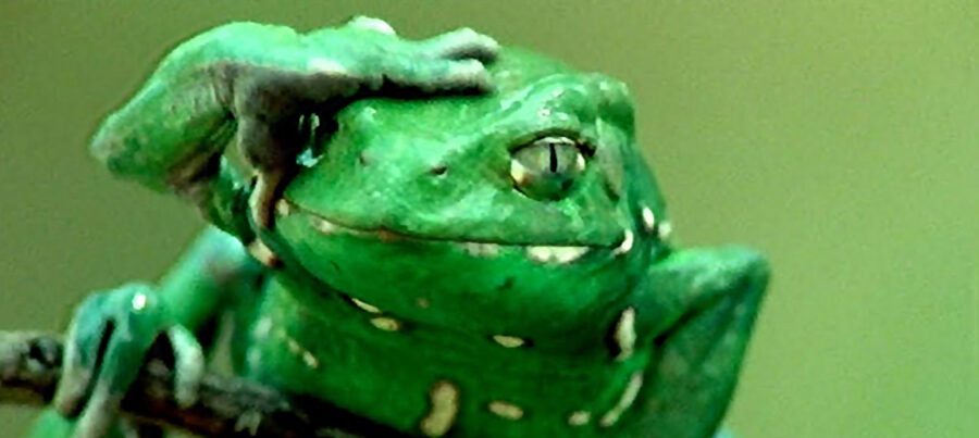 The Waxy Monkey Frog | Critter Science