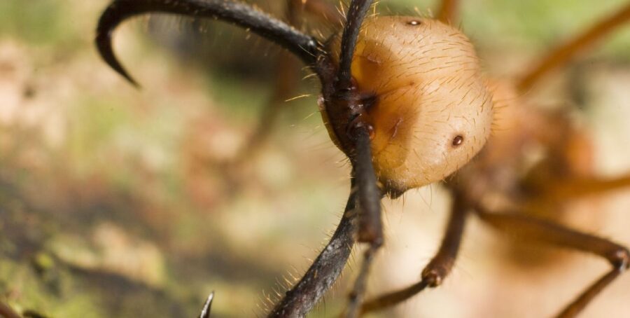 The Combative Army Ants | Critter Science