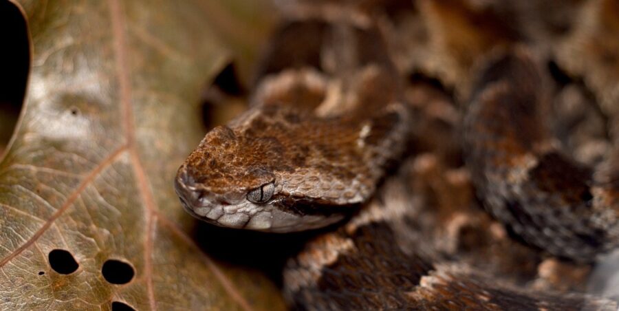 Beware of the Deadly Fer-de-Lance | Critter Science