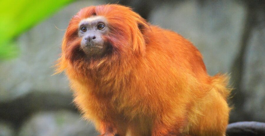 Meet the Golden Lion Tamarin | Critter Science