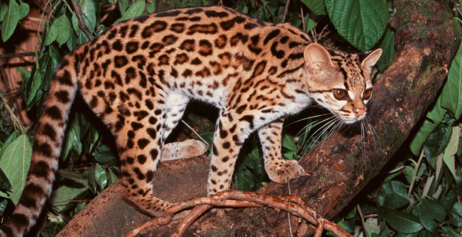 The Shy Margay | Critter Science