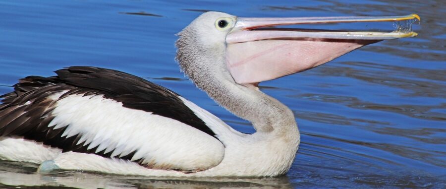 The Wonderful Pelican | Critter Science