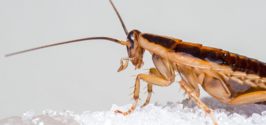 The Amazing Cockroaches? | Critter Science