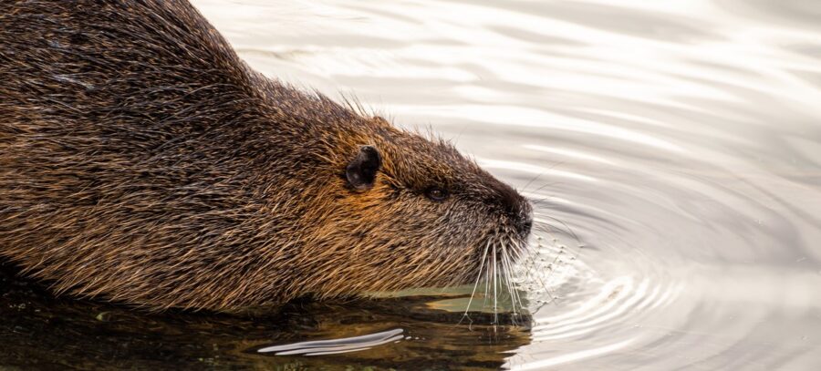 Here Comes the Invasive Coypu | Critter Science