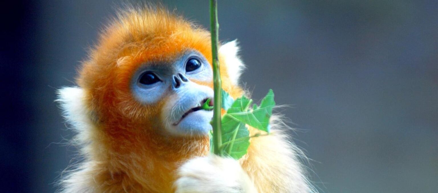 The Odd Looking Golden Snub-Nosed Monkey | Critter Science