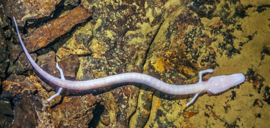Olm. The Salamander, Not the Chant | Critter Science