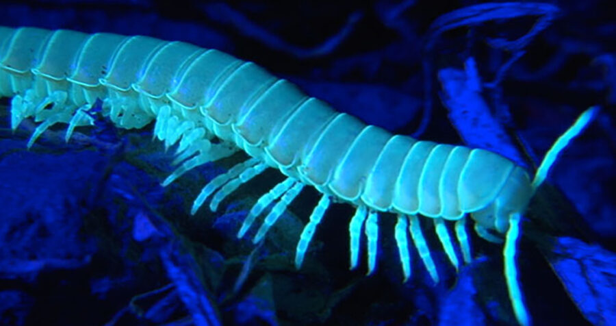 The Peculiar Sierra Luminous Millipede | Critter Science