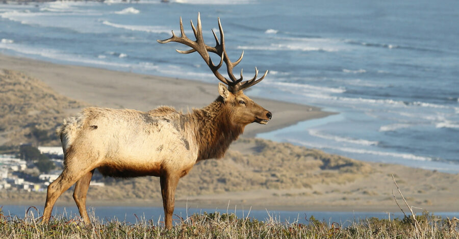 California's Tule Elk | Critter Science