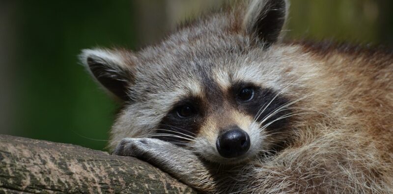 torpor | Critter Science