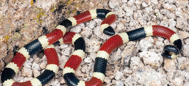 The Beautiful Venomous Sonoran Coral Snake | Critter Science