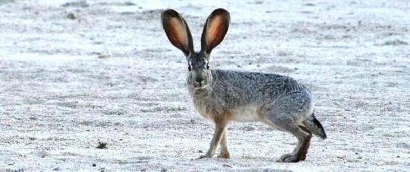 The Black-Tailed Jackrabbit | Critter Science