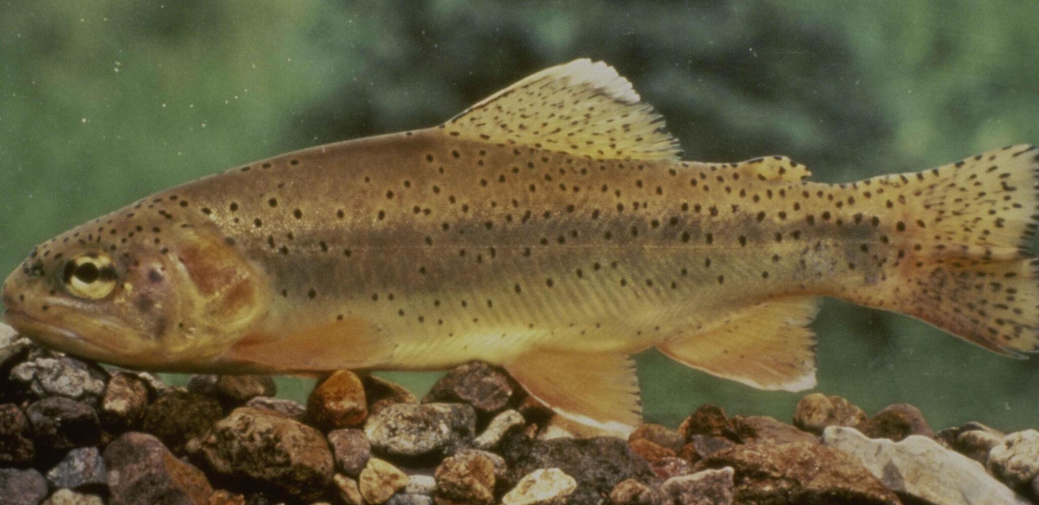 neutralism | Critter Science