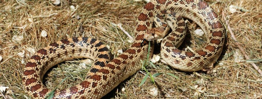 The Intimidating Gopher Snake | Critter Science