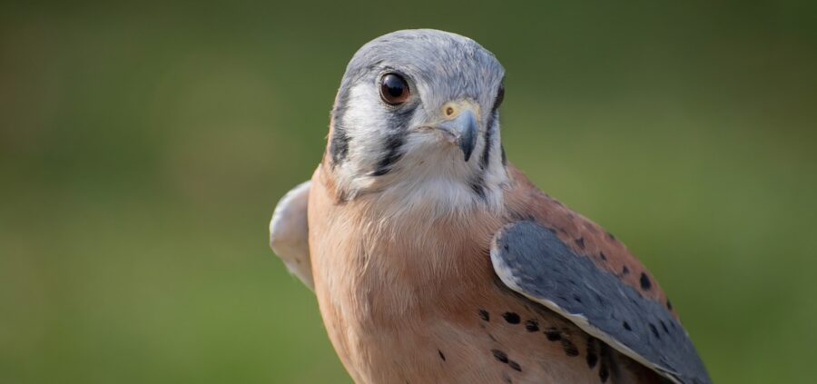 The American Kestrel | Critter Science