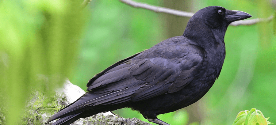The Clever Crow | Critter Science