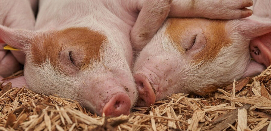Behold the Domestic Pig | Critter Science