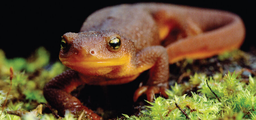 newt Archives – Critter Science