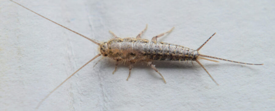 The Pesky Silverfish | Critter Science
