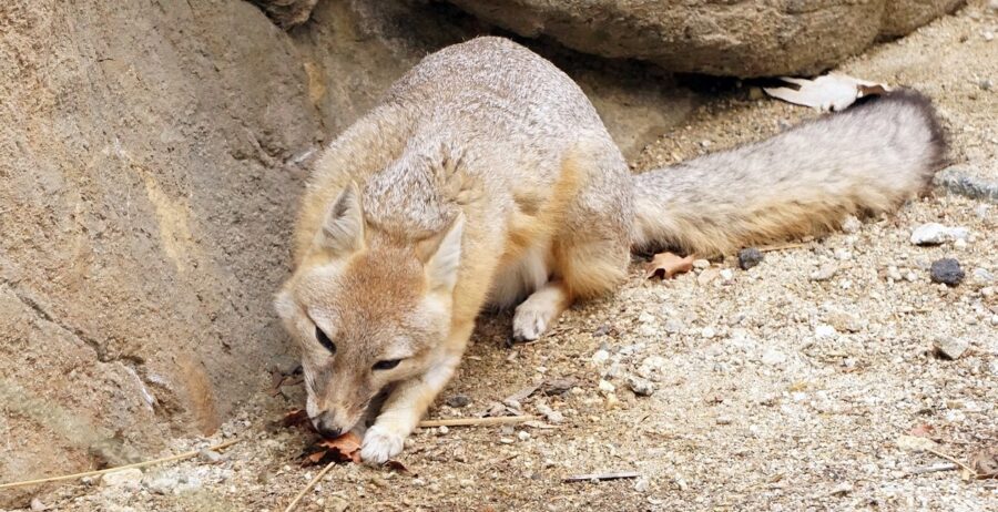 The Clever Kit Fox | Critter Science