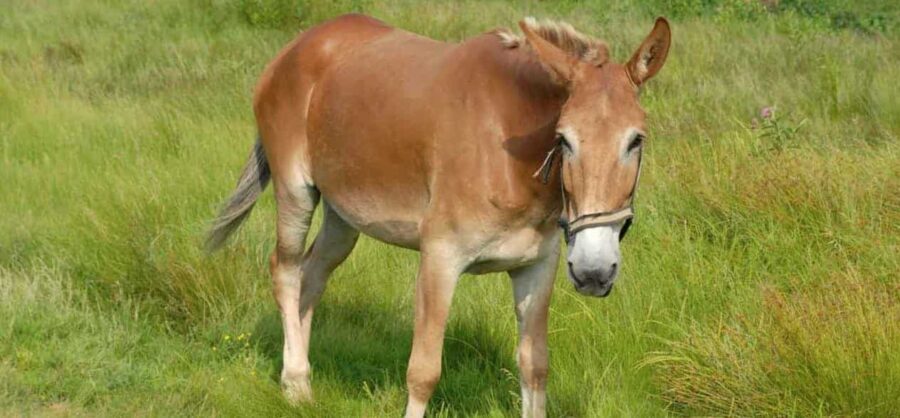 Is the Mule Really Stubborn? | Critter Science