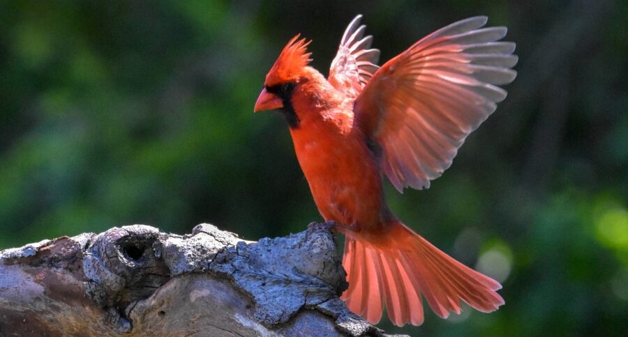 The Northern Cardinal | Critter Science