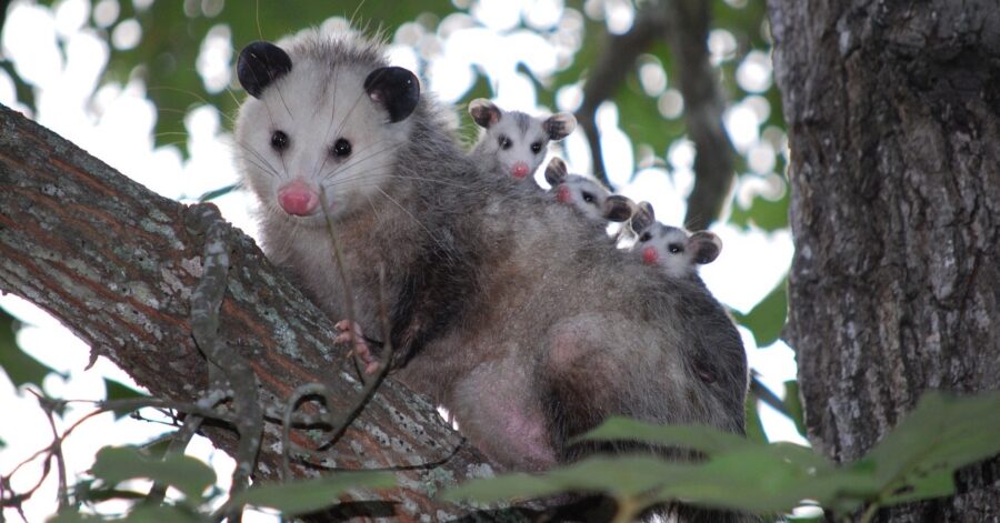 The Resilient and Under-Appreciated Opossum | Critter Science
