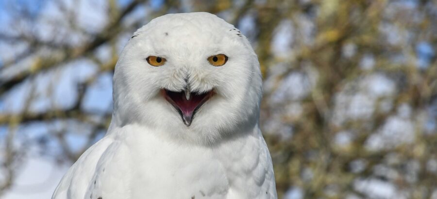 The Gorgeous Snowy Owl | Critter Science