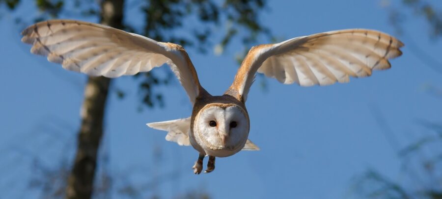 The World Renowned Barn Owl | Critter Science